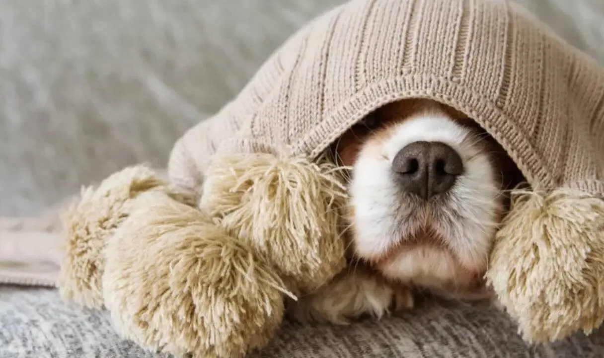 ¿Deberías abrigar a tu perro? guía completa | Perropelopatas